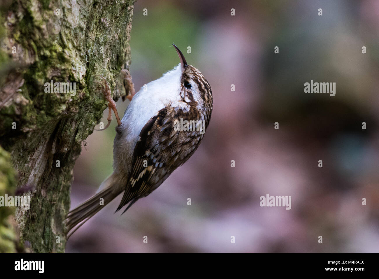 Tree Creeper, scaling a small tree and searching for food Stock Photo ...