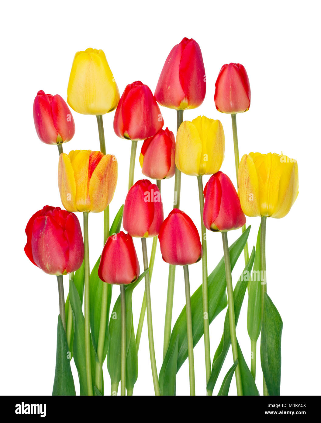 Tulips flowers blossom on spring May bed. Isolated on white studio shot ...