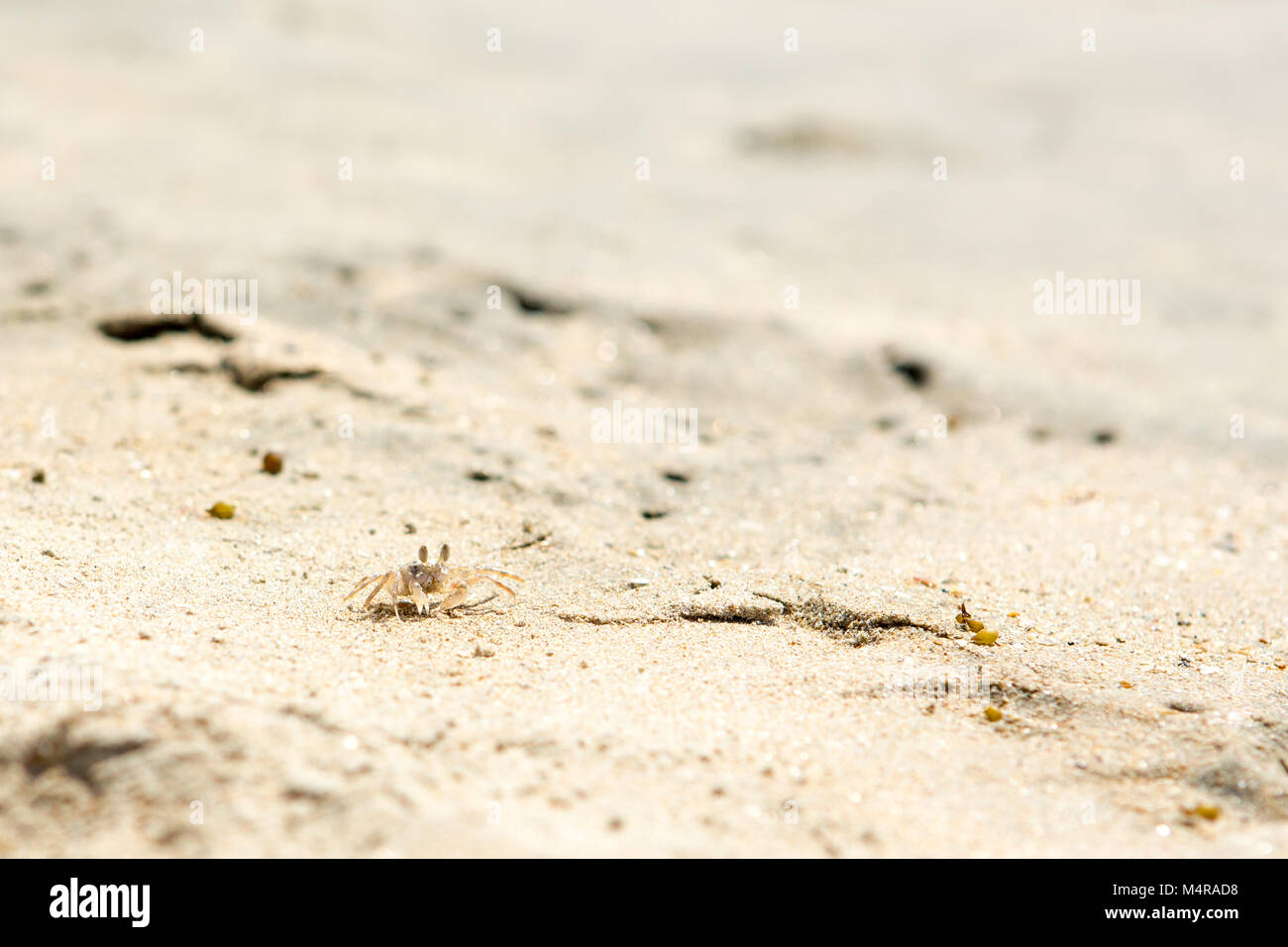 Small crabs on the beach in the sand Stock Photo - Alamy