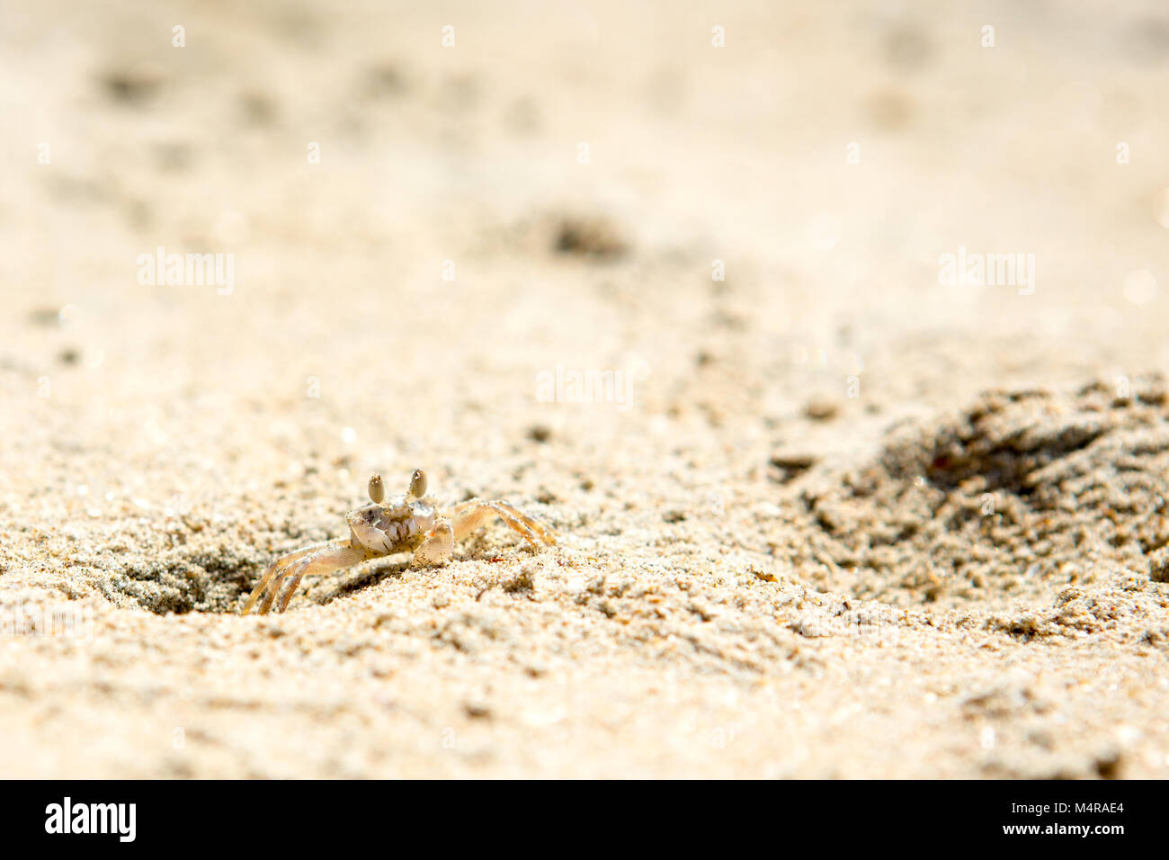 Small crabs on the beach in the sand Stock Photo - Alamy