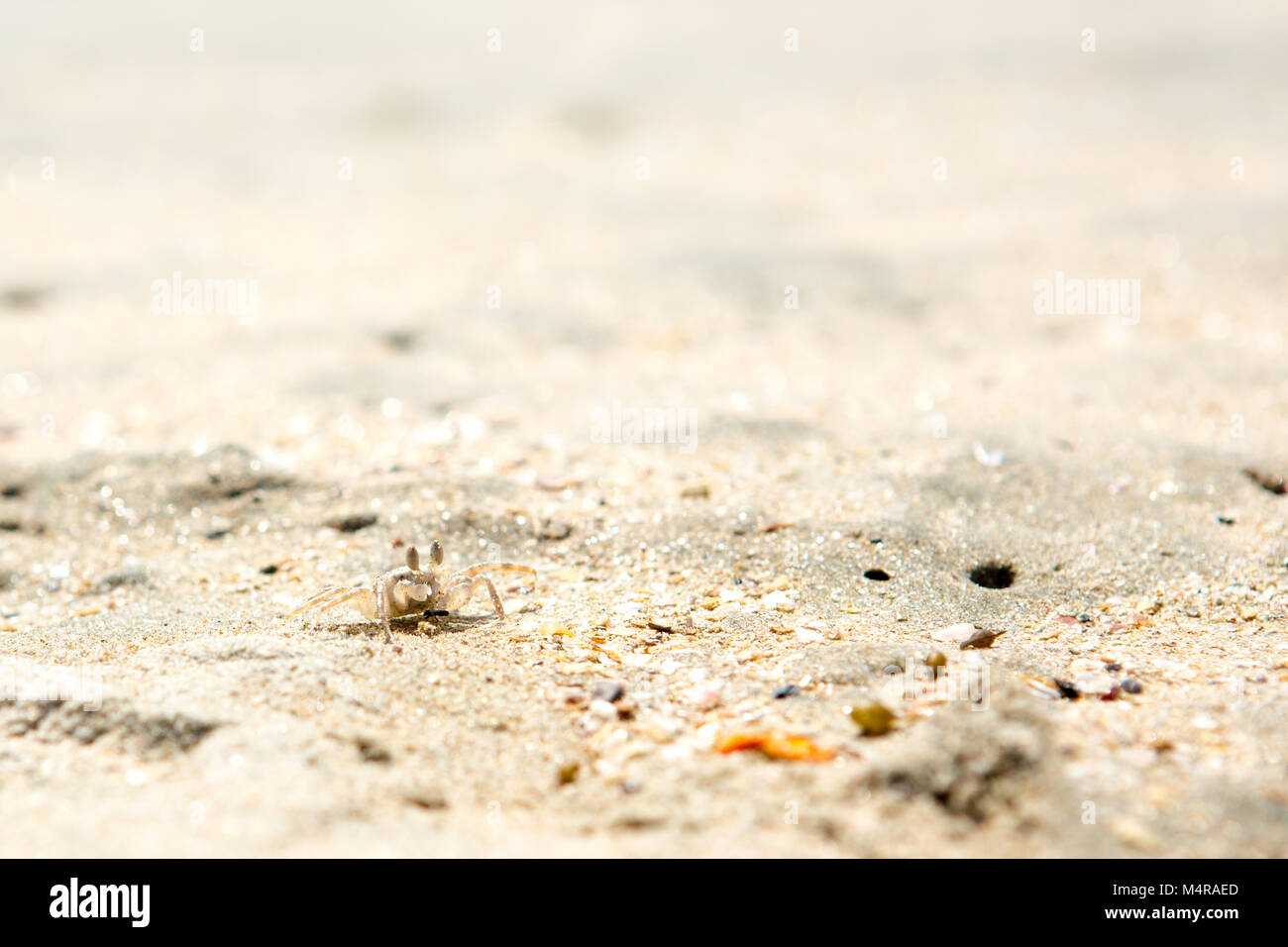 Small crabs on the beach in the sand Stock Photo - Alamy