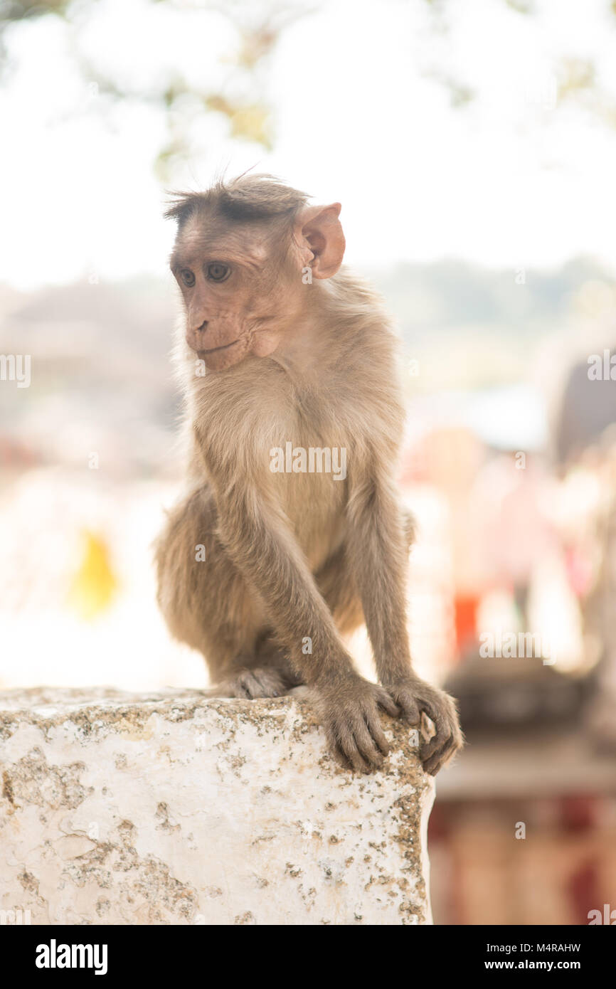 monkey close up Stock Photo - Alamy