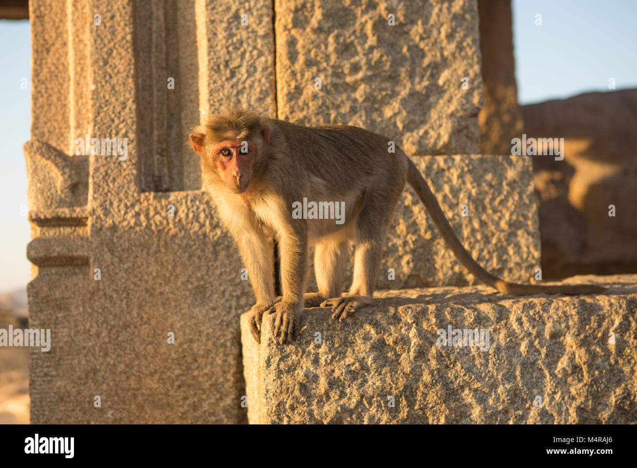 monkey close up Stock Photo - Alamy