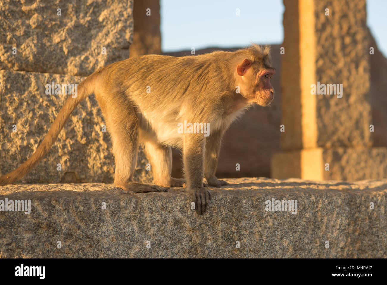 monkey close up Stock Photo - Alamy