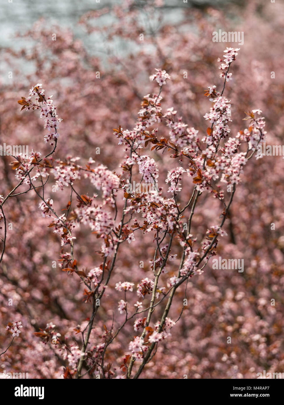 Beautiful Peach Tree with Flowers Early in Spring Stock Photo - Alamy