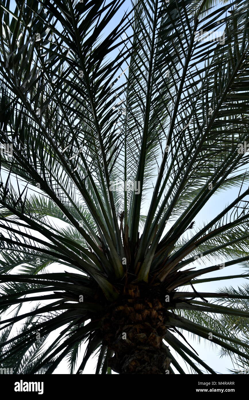 Palm tree view from down at the park Stock Photo - Alamy