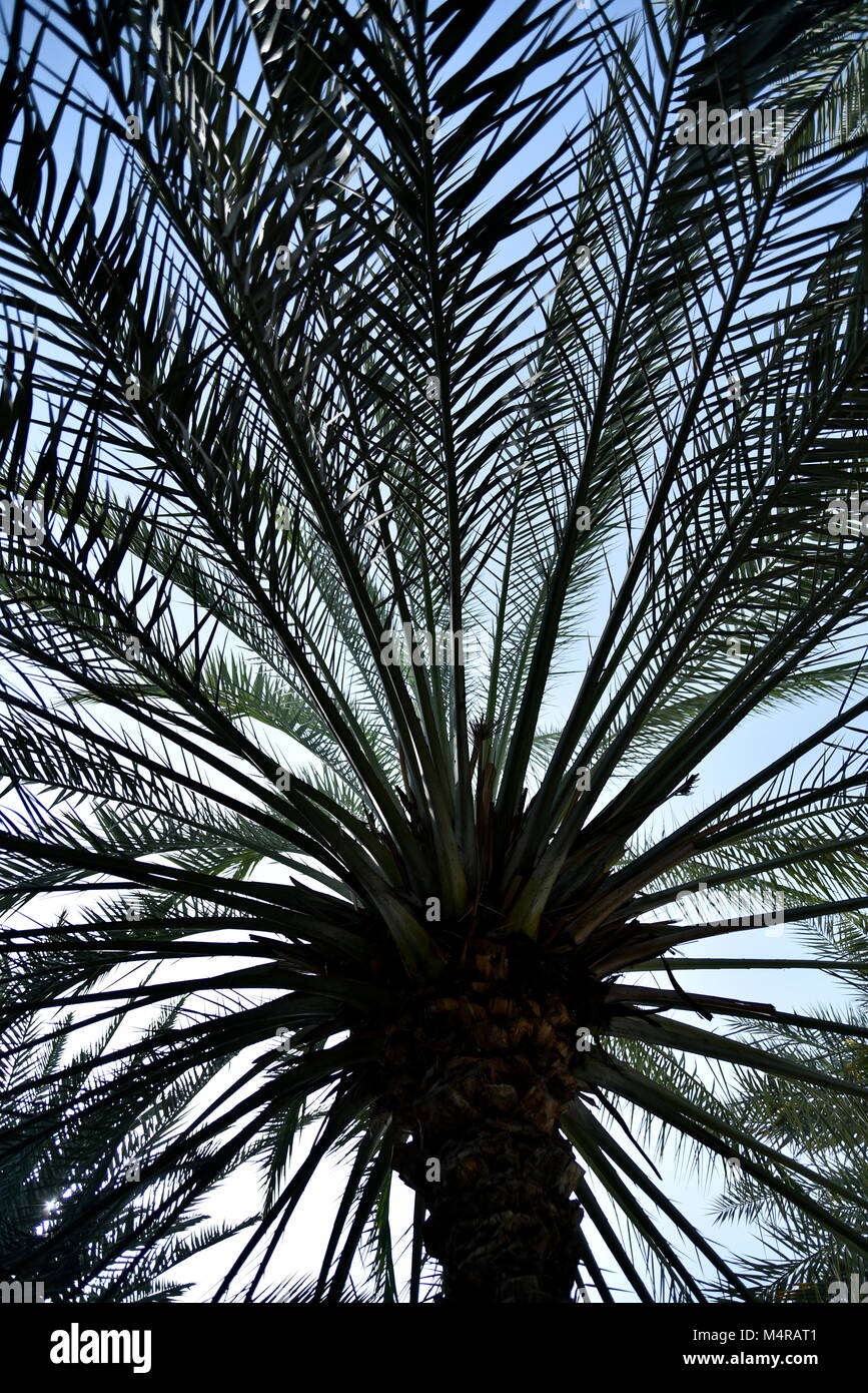 Palm tree view from down at the park Stock Photo - Alamy