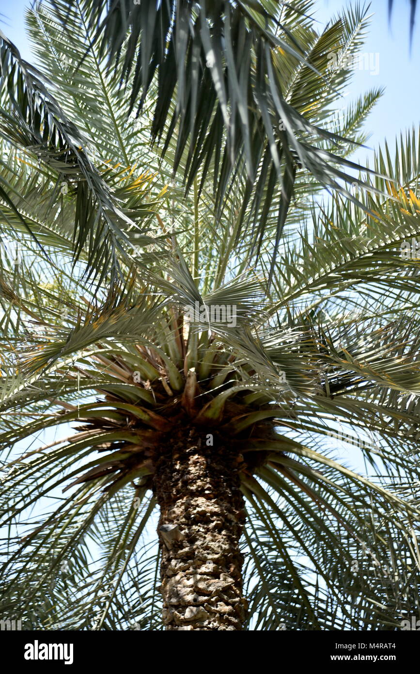Palm tree view from down at the park Stock Photo - Alamy
