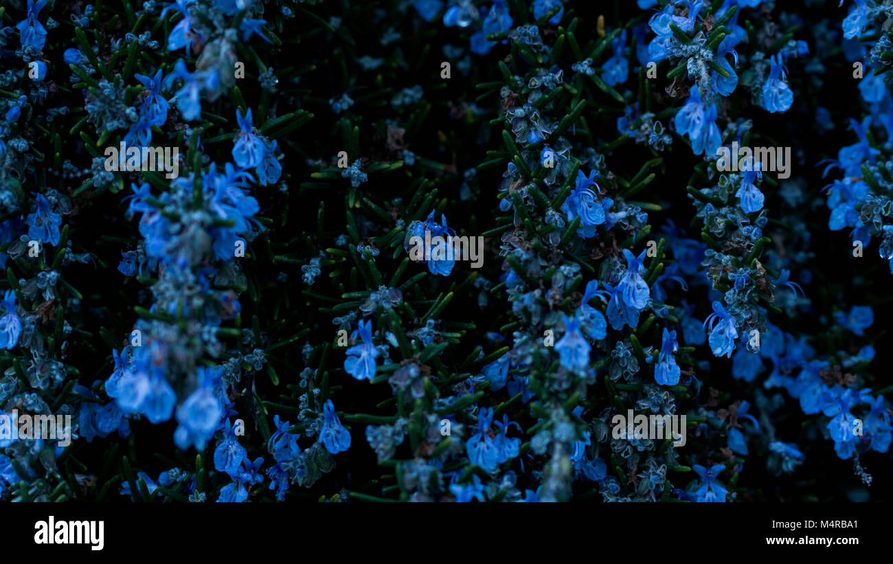 Blue spring flowers filling the wall background Stock Photo - Alamy