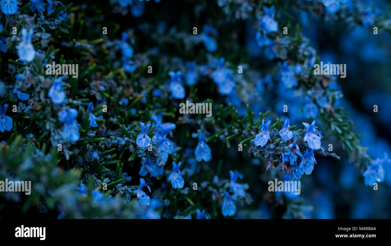 Blue spring flowers filling the wall background Stock Photo - Alamy