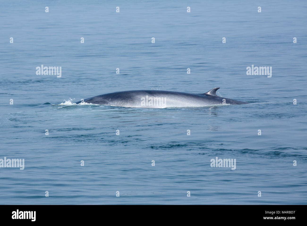 Eden's Whale (Balaenoptera edeni), a pending split from Bryde's Whale ...