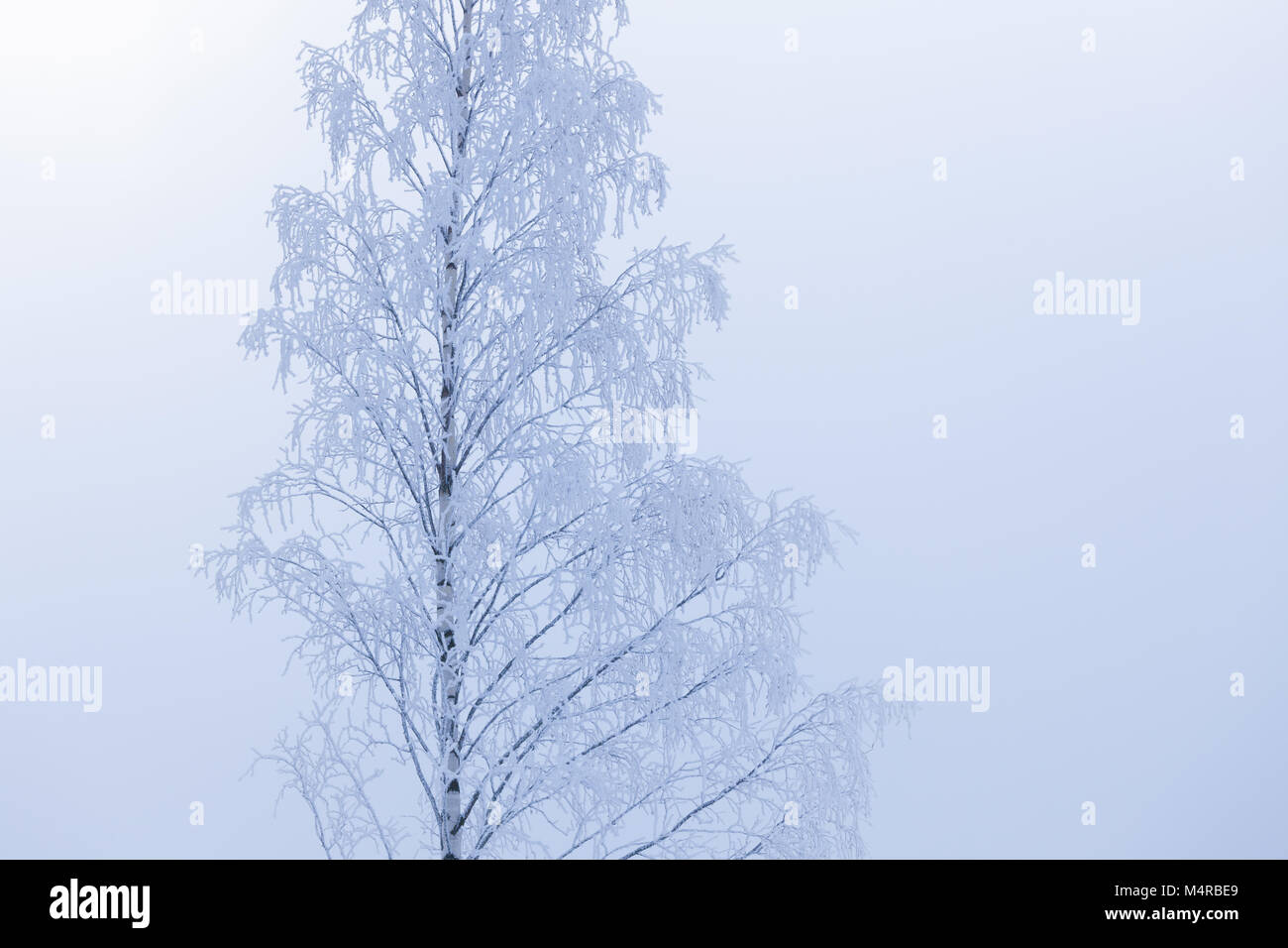 Birch tree top covered in snow Stock Photo - Alamy