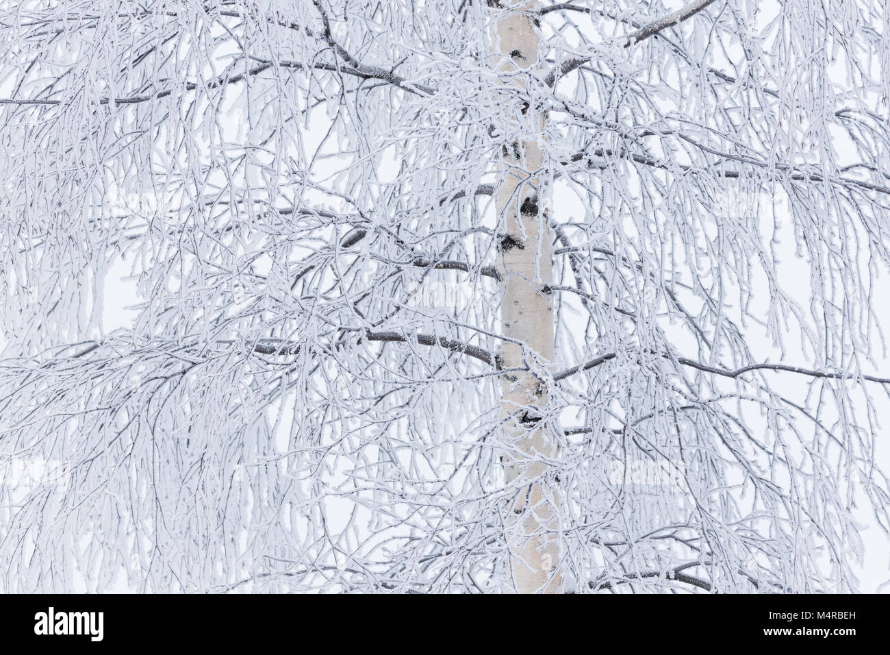 Birch tree covered in snow Stock Photo - Alamy