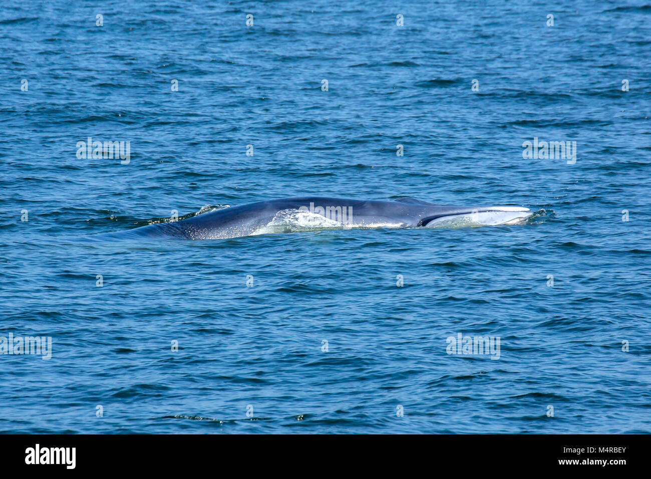 Eden's Whale (Balaenoptera edeni), a pending split from Bryde's Whale ...