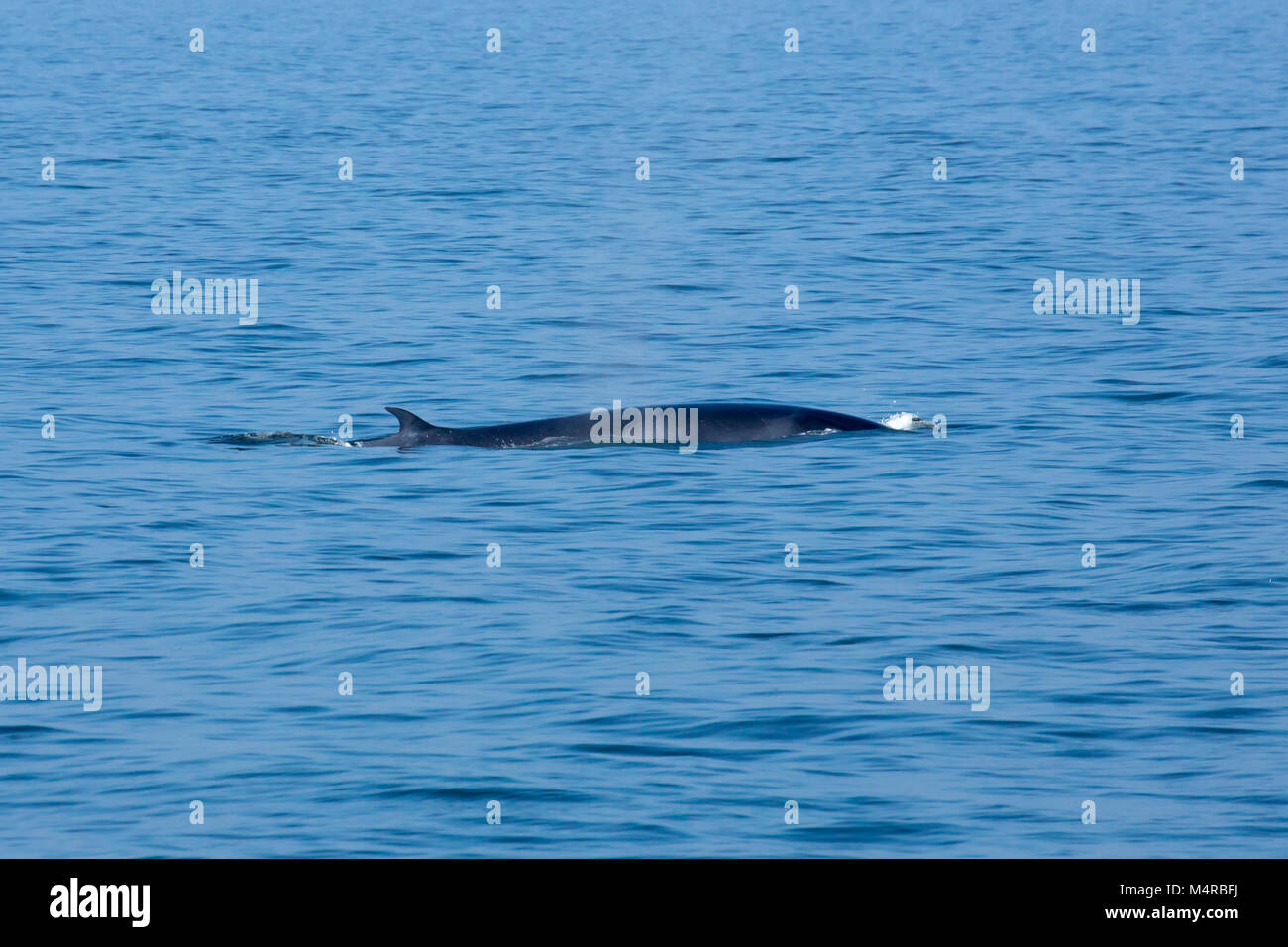 Eden's Whale (Balaenoptera edeni), a pending split from Bryde's Whale ...