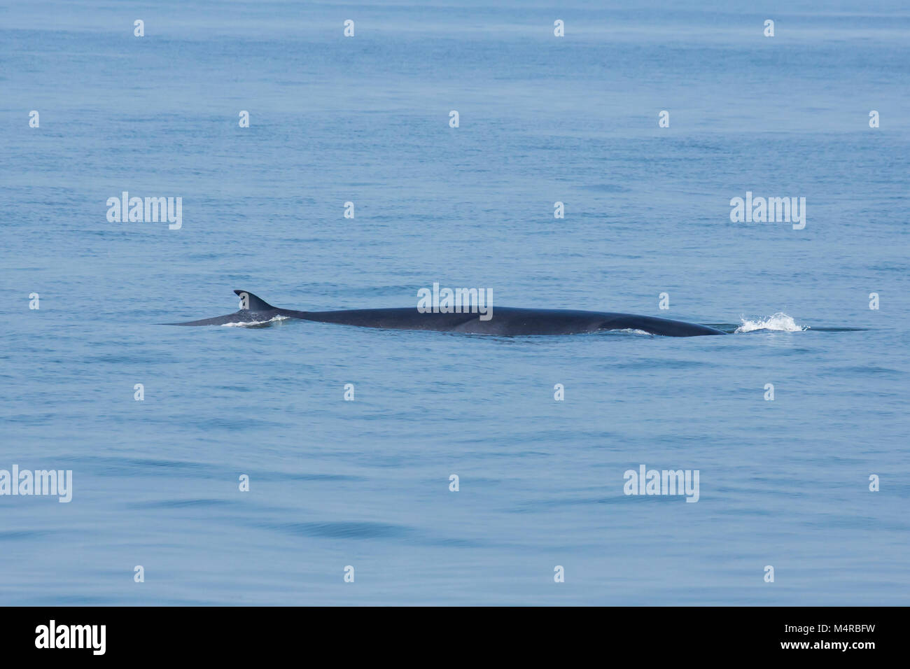 Eden's Whale (Balaenoptera edeni), a pending split from Bryde's Whale ...