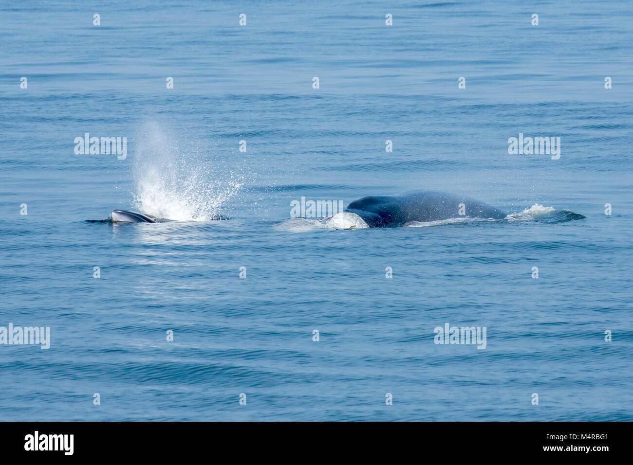 Eden's Whale (Balaenoptera edeni), a pending split from Bryde's Whale ...