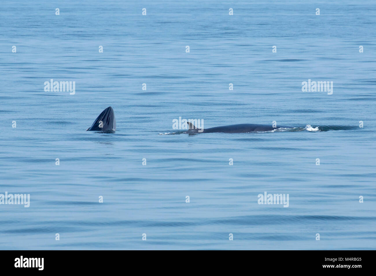 Eden's Whale (Balaenoptera edeni), a pending split from Bryde's Whale ...