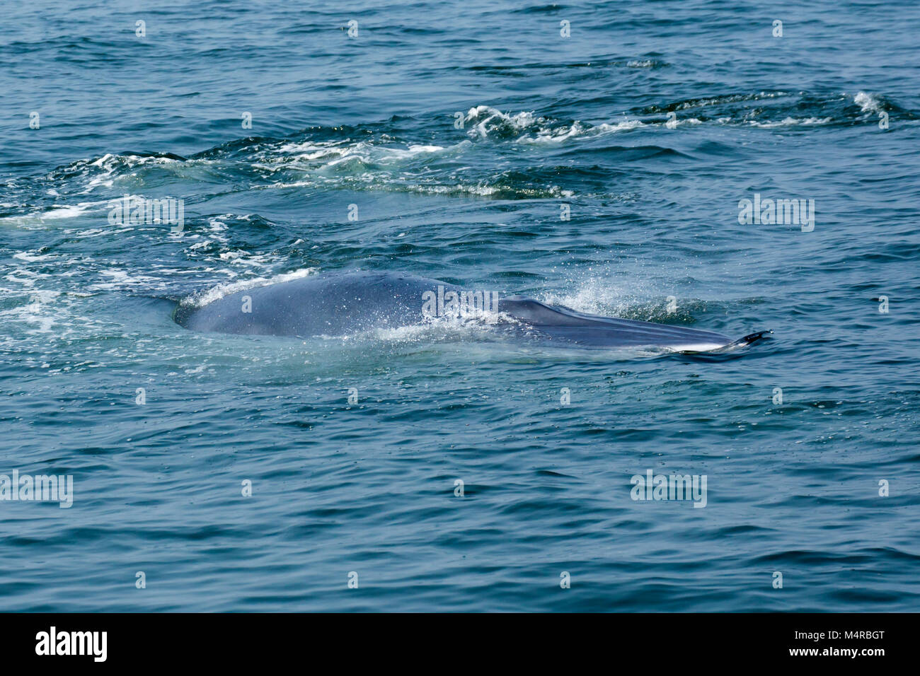 Eden's Whale (Balaenoptera edeni), a pending split from Bryde's Whale ...