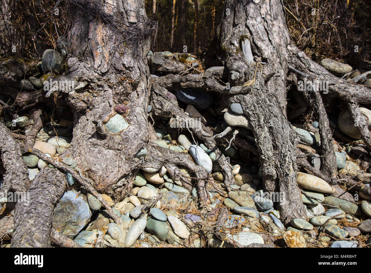 River bank tree roots hi-res stock photography and images - Alamy