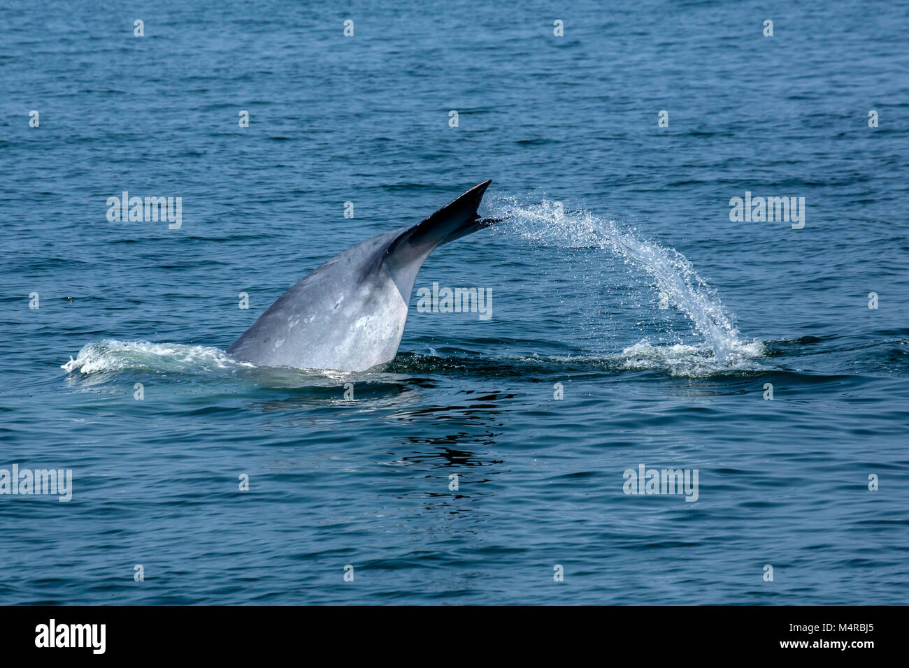 Eden's Whale (Balaenoptera edeni), a pending split from Bryde's Whale ...