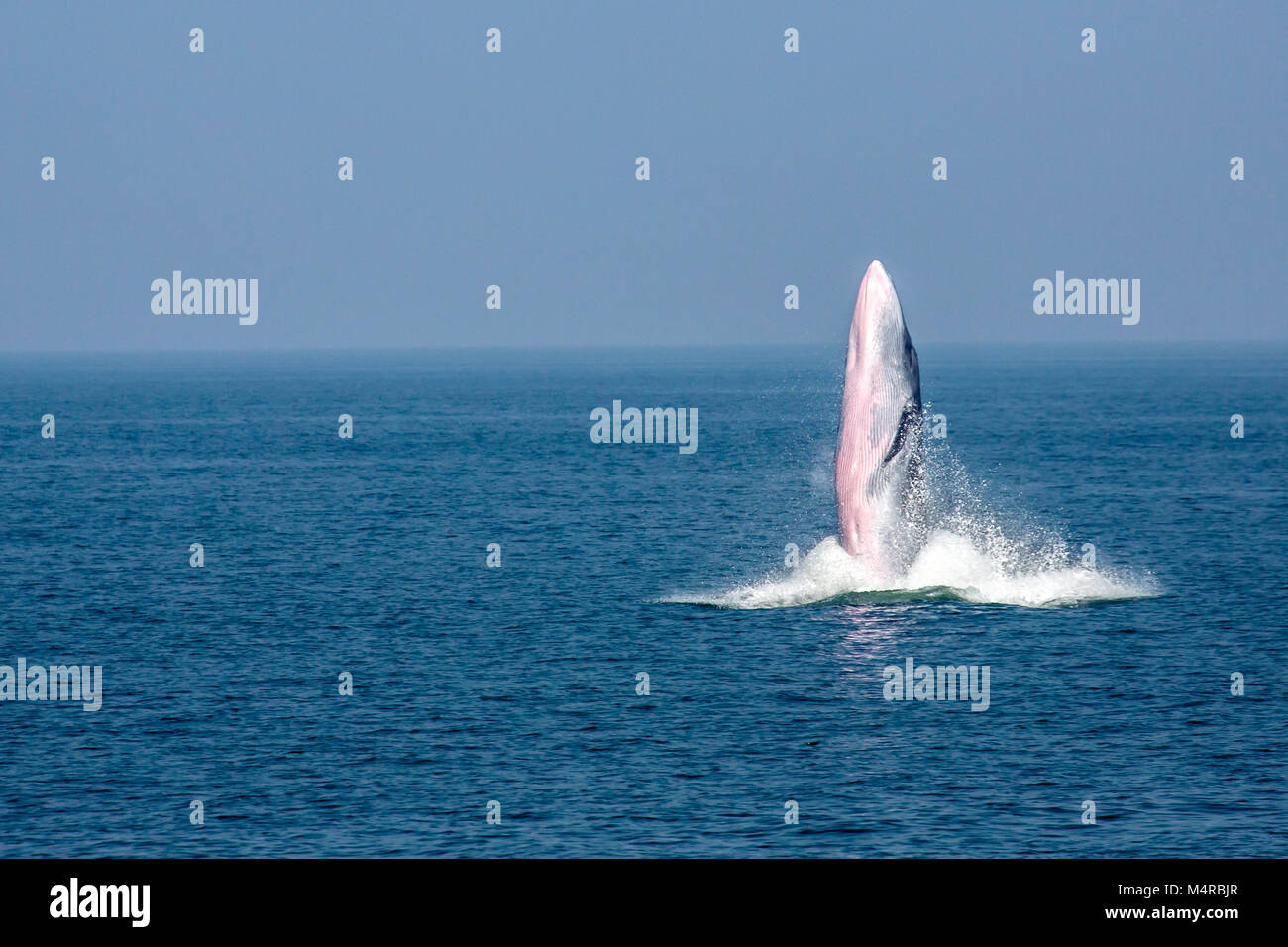 Eden's Whale (Balaenoptera edeni), a pending split from Bryde's Whale ...