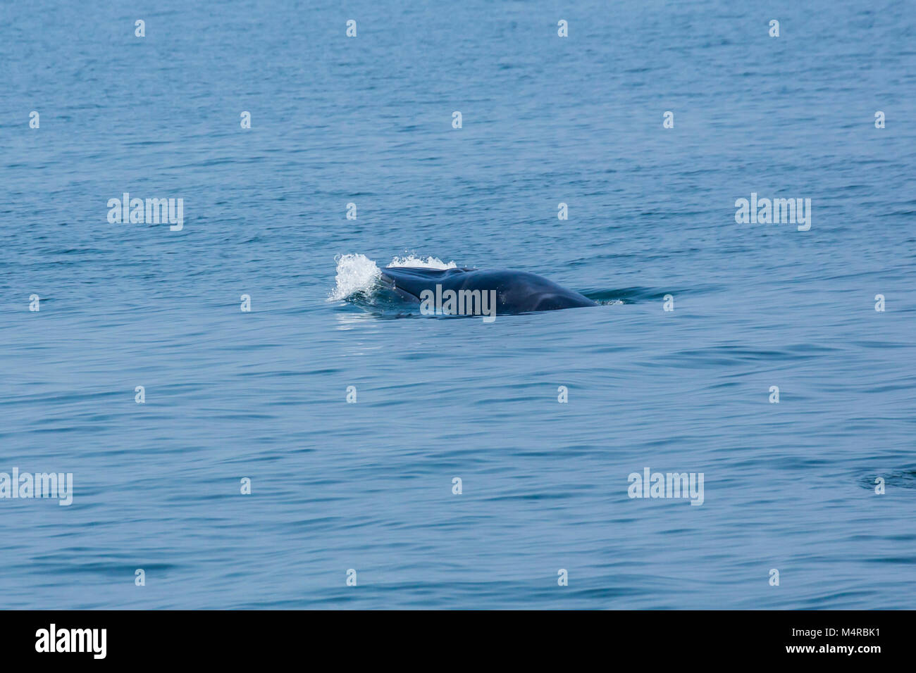 Eden's Whale (Balaenoptera edeni), a pending split from Bryde's Whale ...