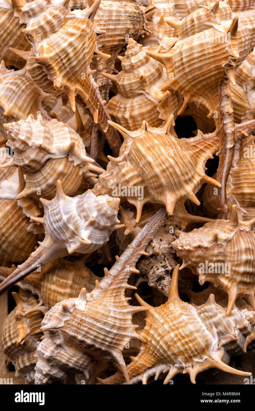 Backgrounds and textures: collection of empty sea shells, natural ...