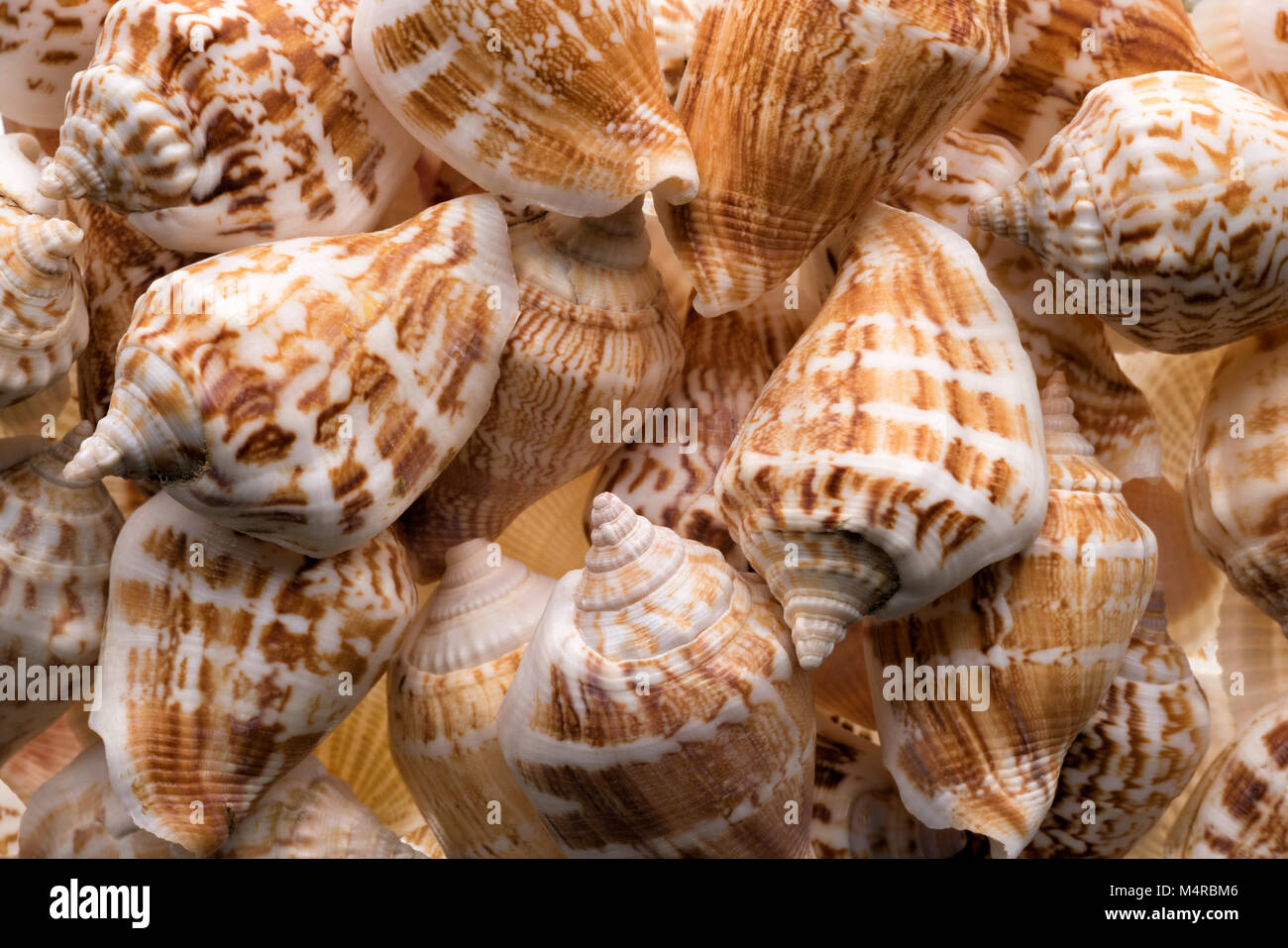 Backgrounds and textures: collection of empty sea shells, natural ...