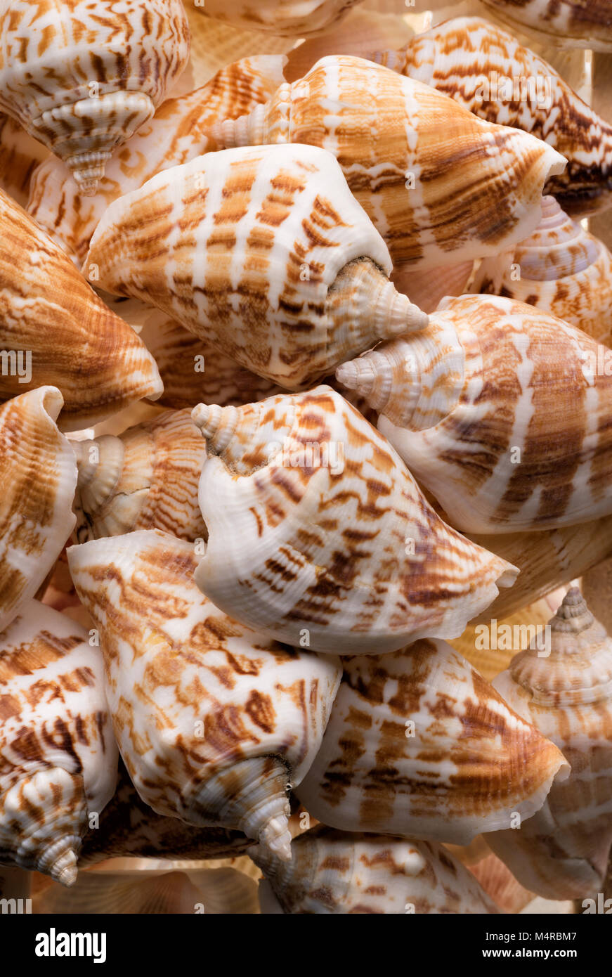 Backgrounds and textures: collection of empty sea shells, natural ...