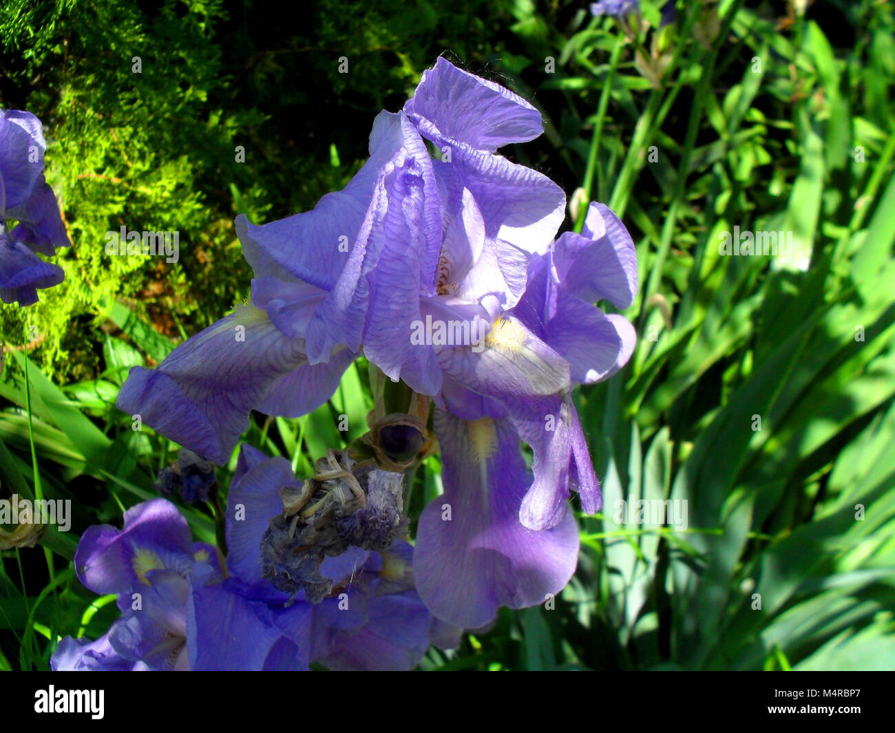 Light blue Dalmatian Iris close up. It's latin name is Iris pallida ...