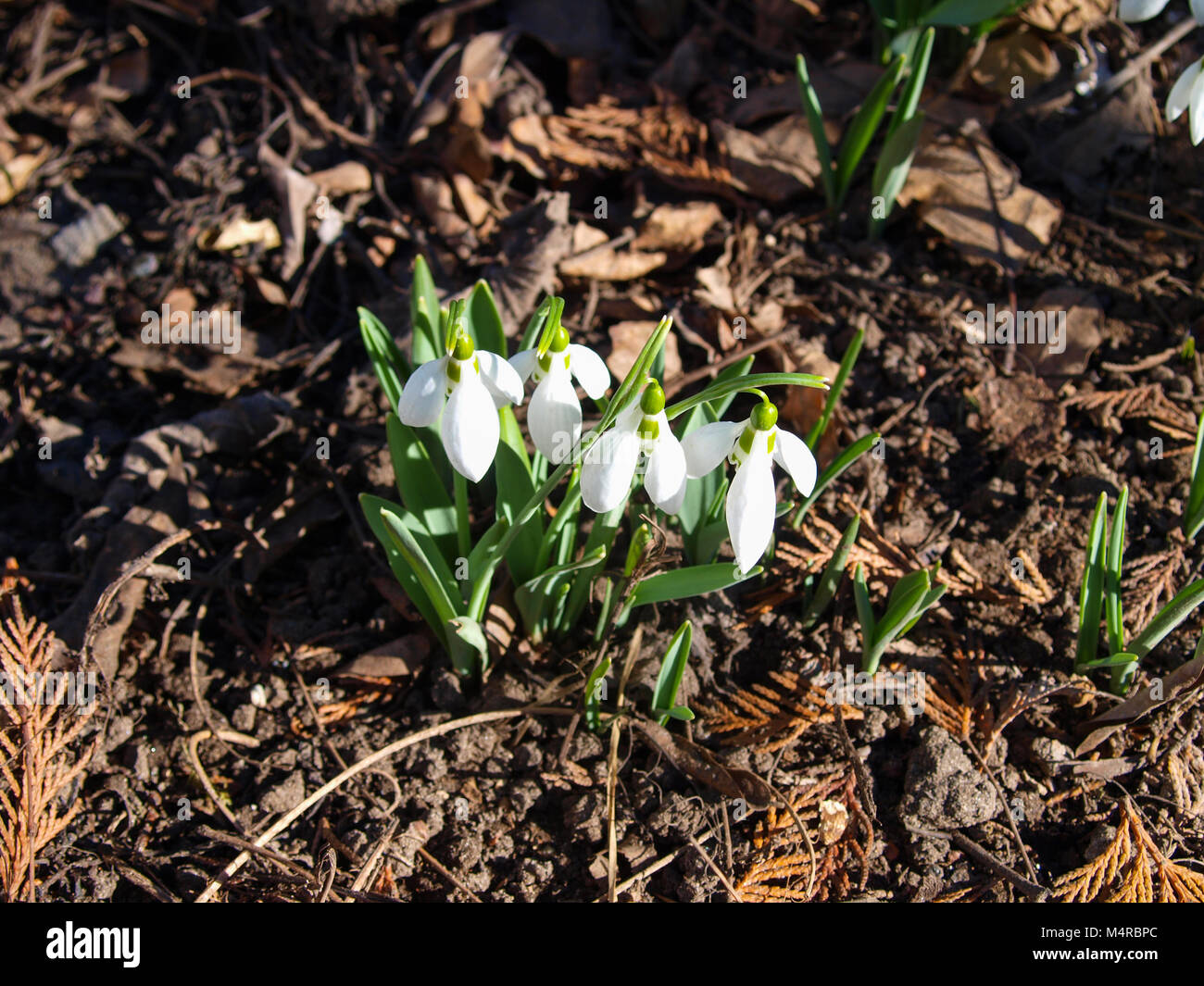Snowdrops in the garden sunshine. The first messenger of spring, it's ...