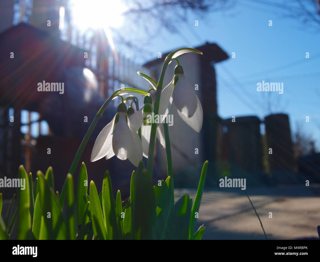 Beautiful snowdrops in the sunshine. The first messenger of spring, it ...