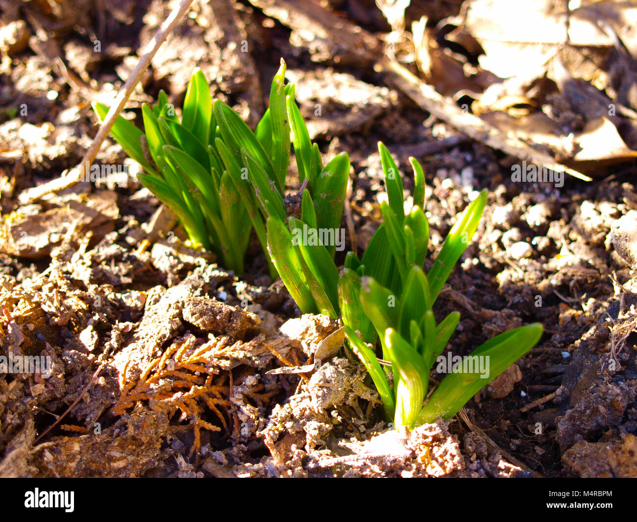 Asian Lily of the valley sprout in january. National flower of Finland ...
