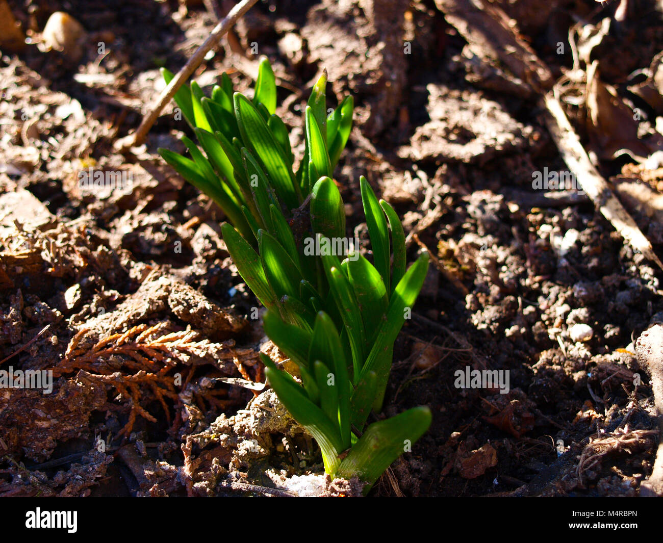 Lily of the valley sprout in january. National flower of Finland. It's ...