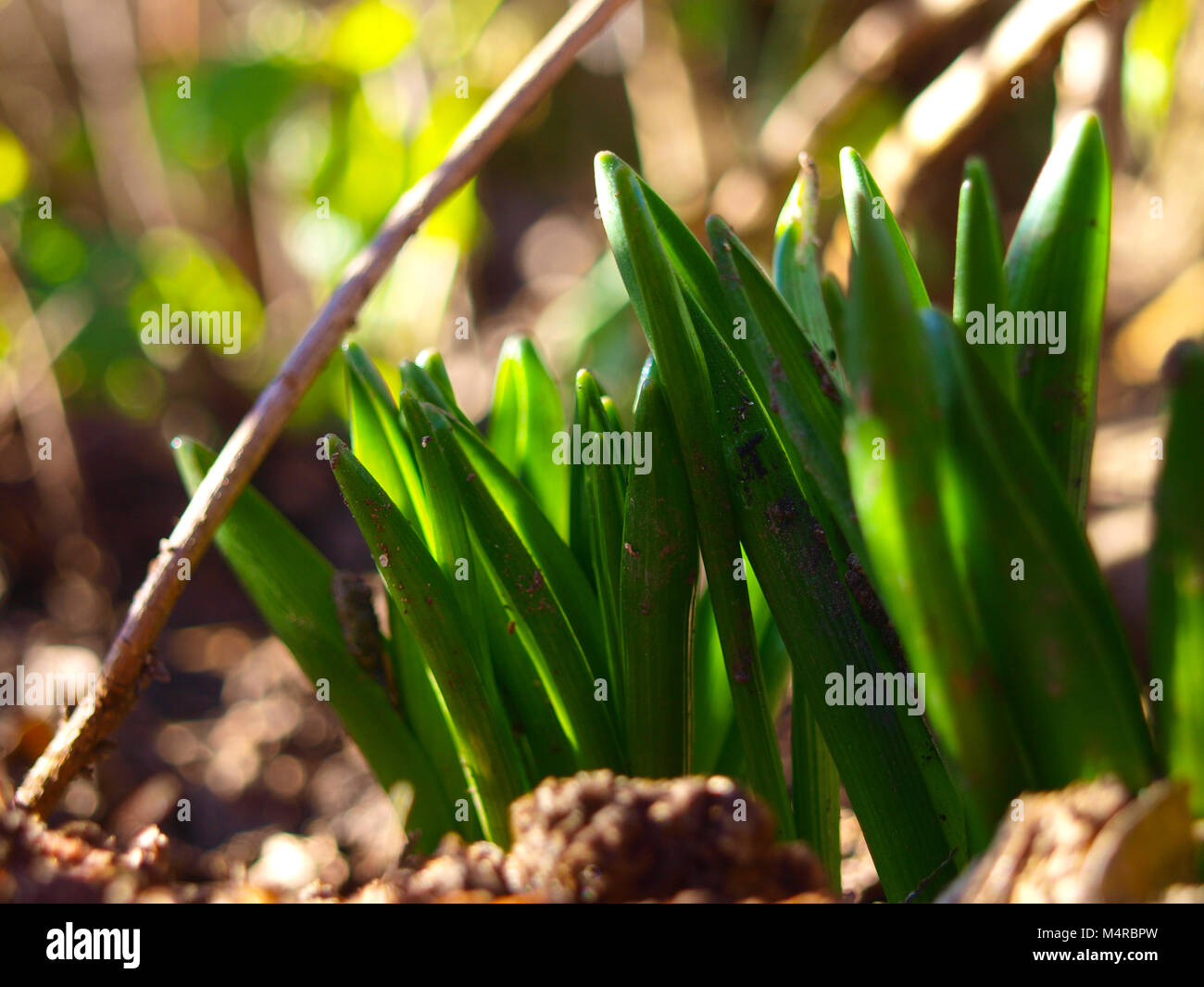 Lily of the valley sprout in january. National flower of Finland. It's ...