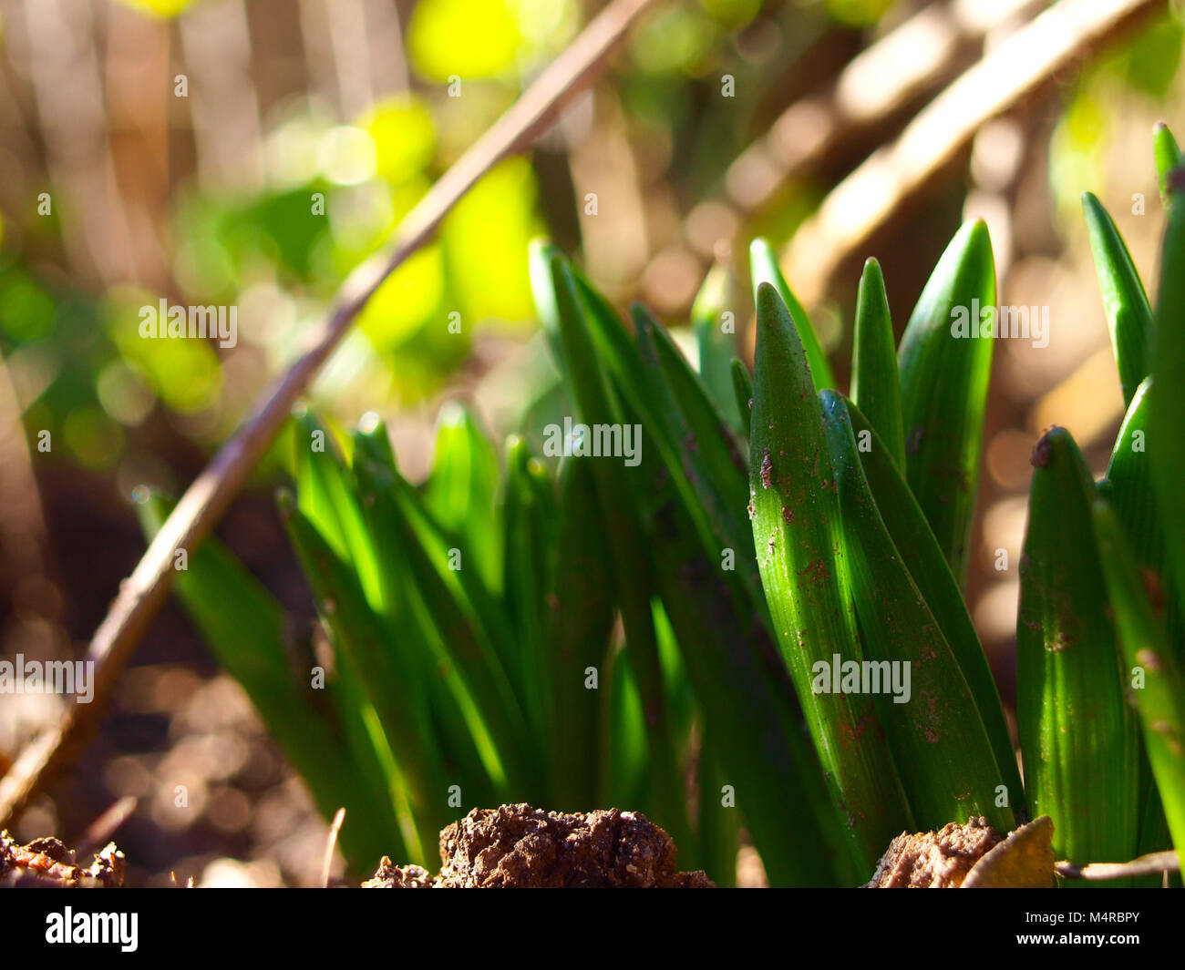 Lily of the valley sprout in january. National flower of Finland. It's ...