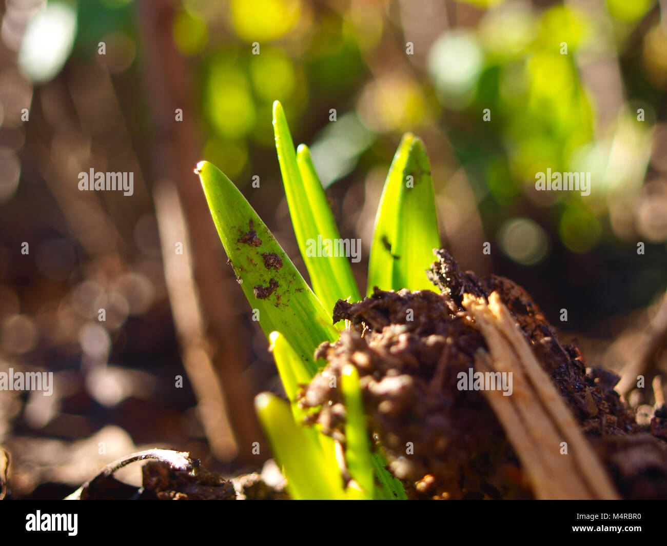Lily of the valley sprout in january. National flower of Finland. It's ...