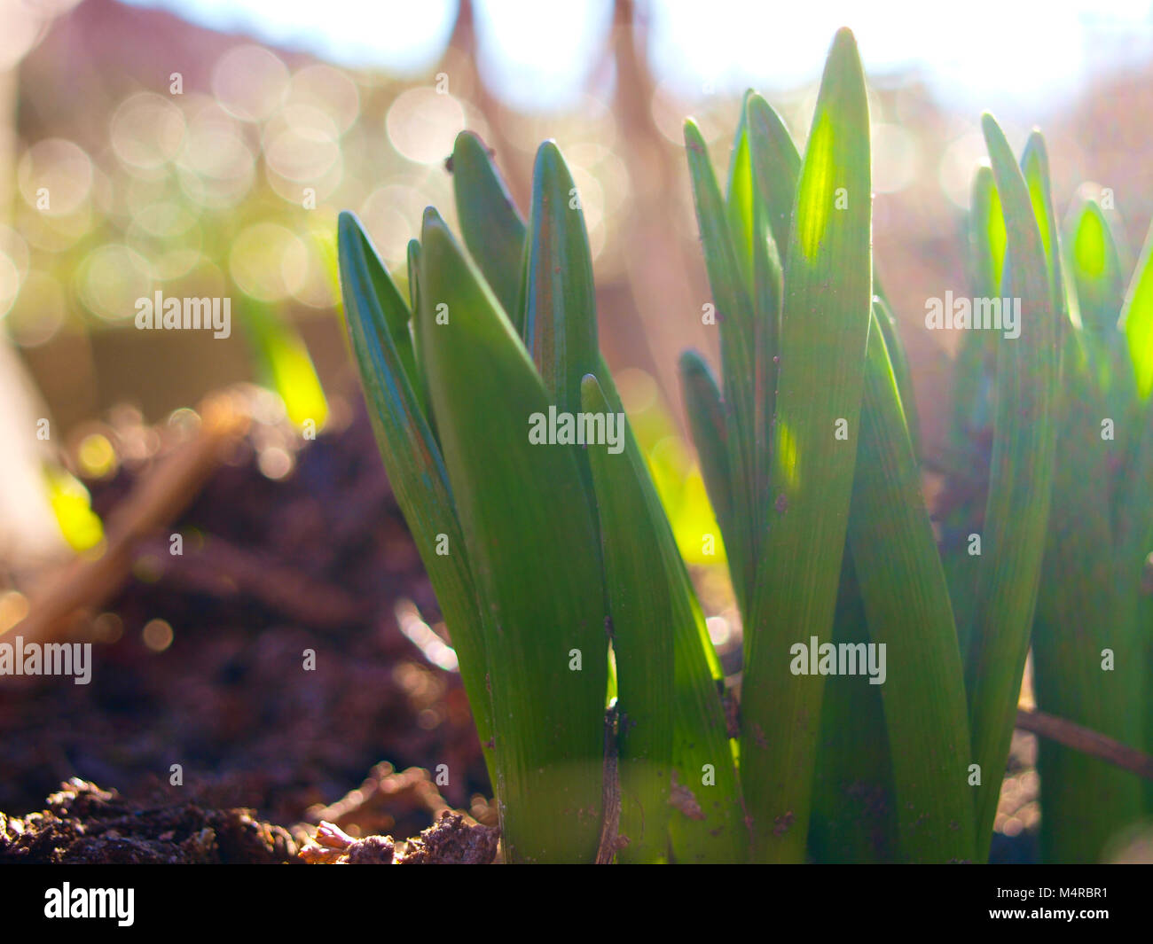 Lily of the valley sprout in january sunshine. National flower of ...