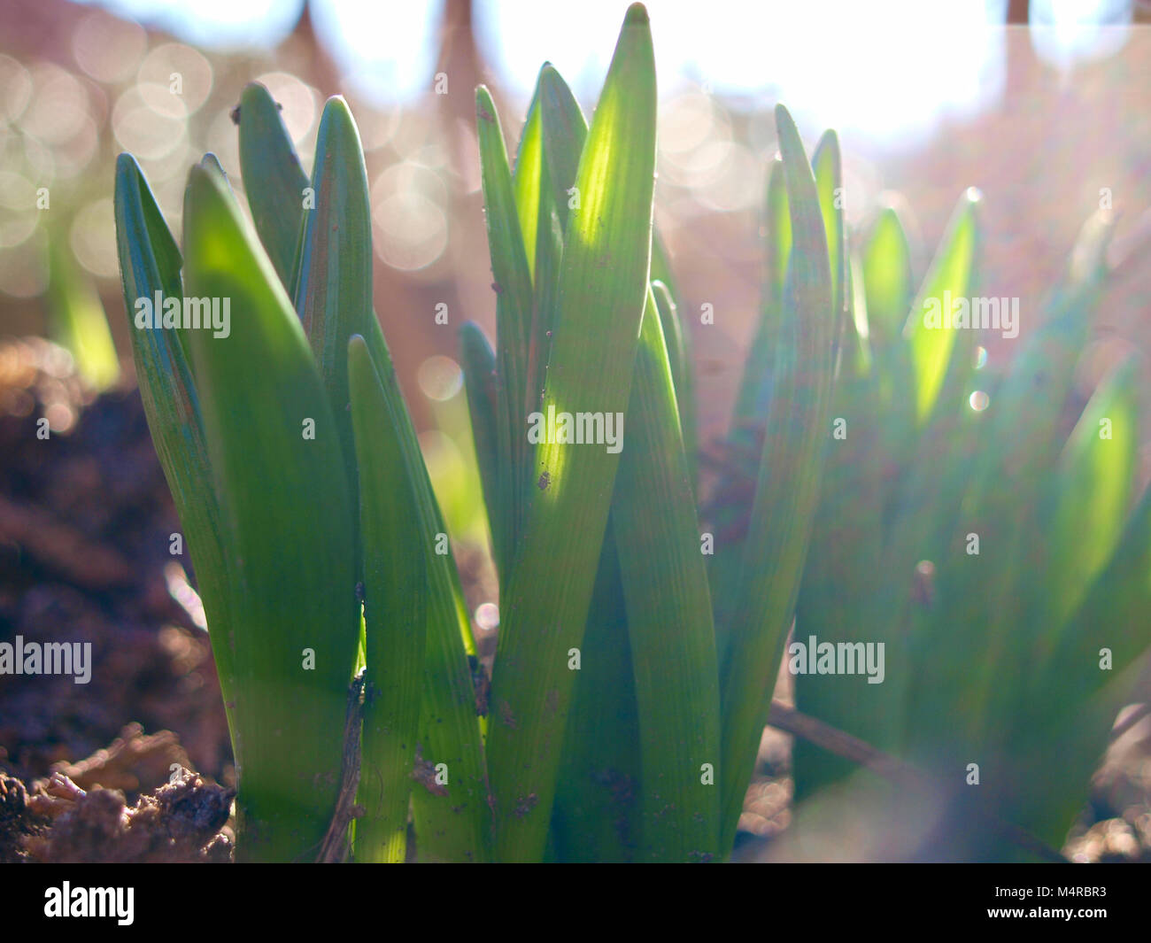 Lily of the valley sprout in january sunshine. National flower of ...