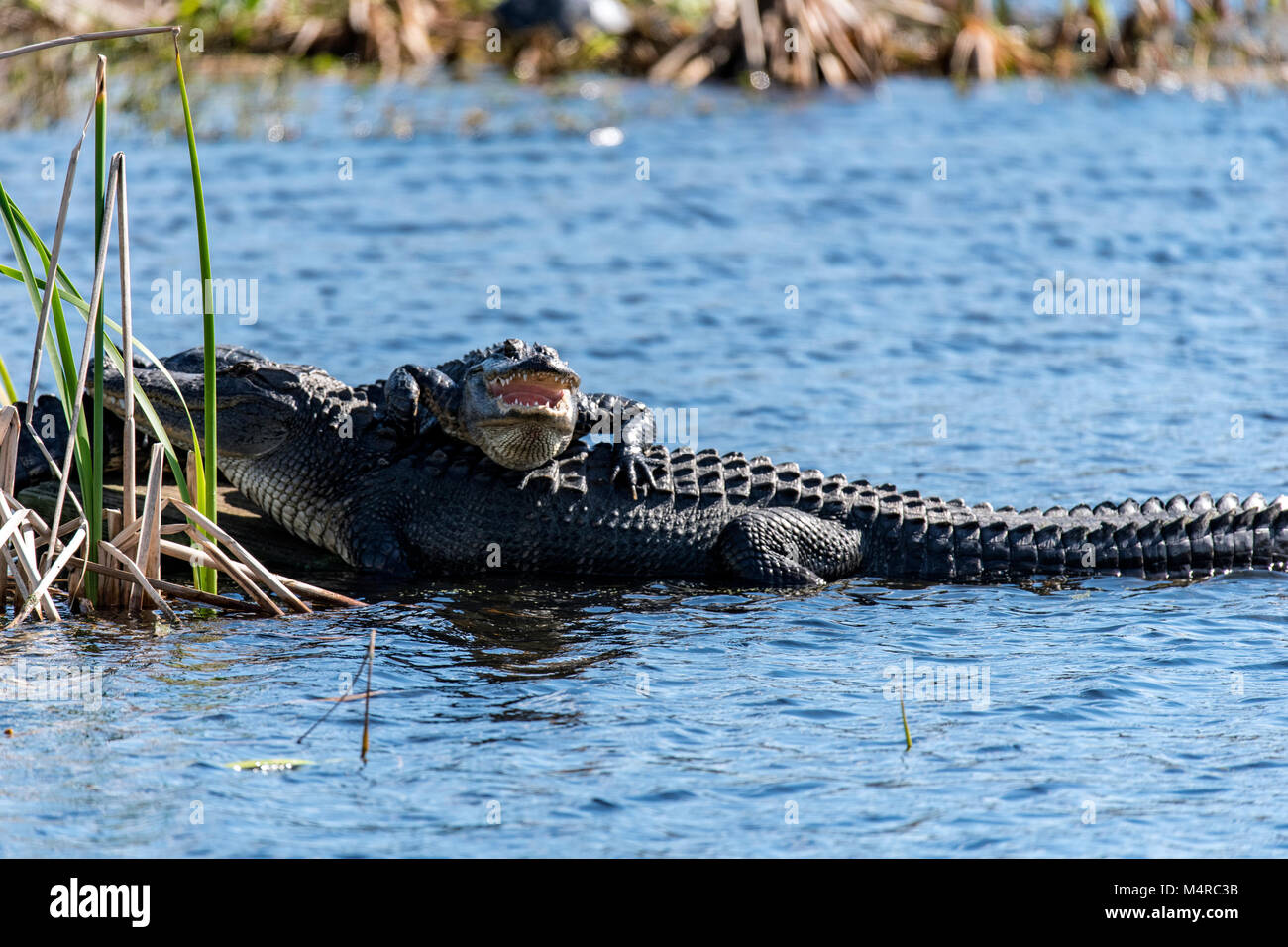 Overgrown Baby High Resolution Stock Photography and Images - Alamy