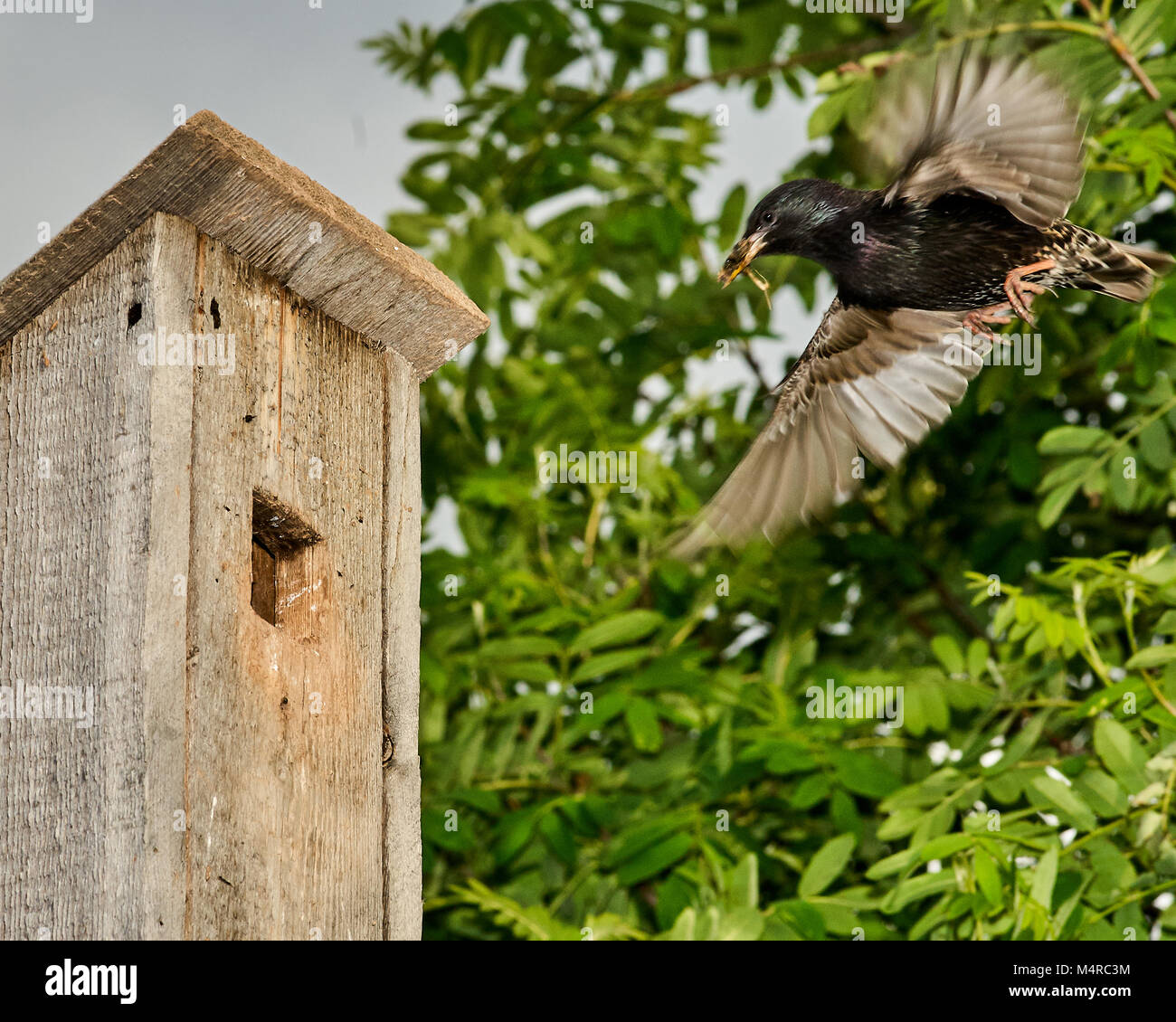 Common starling (Sturnus vulgaris), at nesting box, Russia, Ural, Perm ...