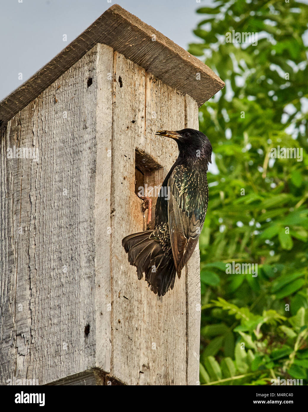Starling nesting boxes hi-res stock photography and images - Alamy