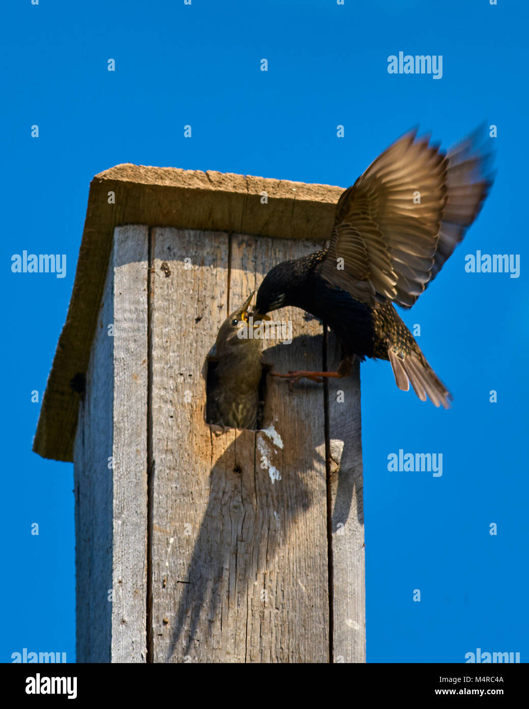 Starlings nest box hi-res stock photography and images - Alamy