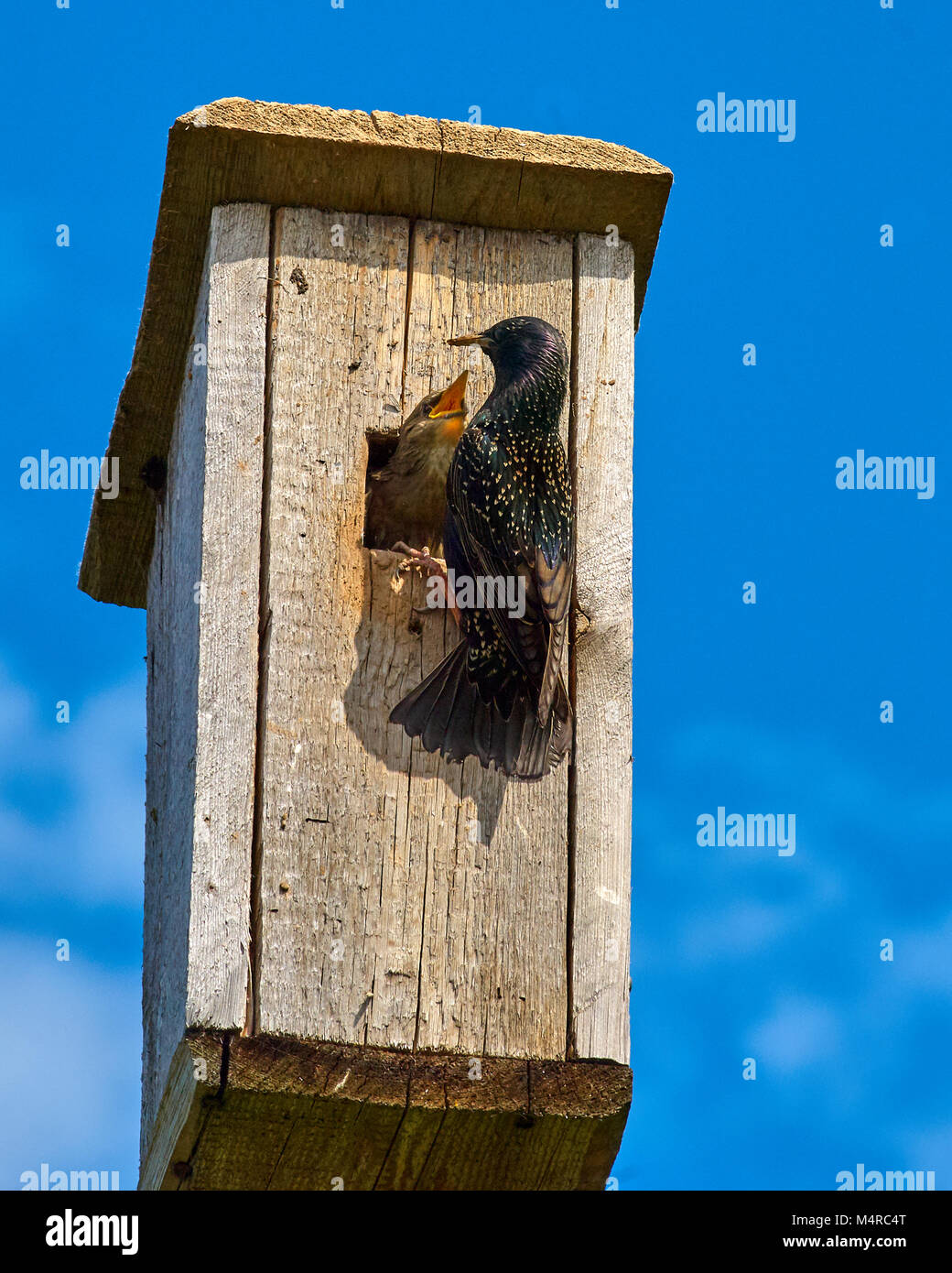 Common starling (Sturnus vulgaris), at nesting box, Russia, Ural, Perm ...