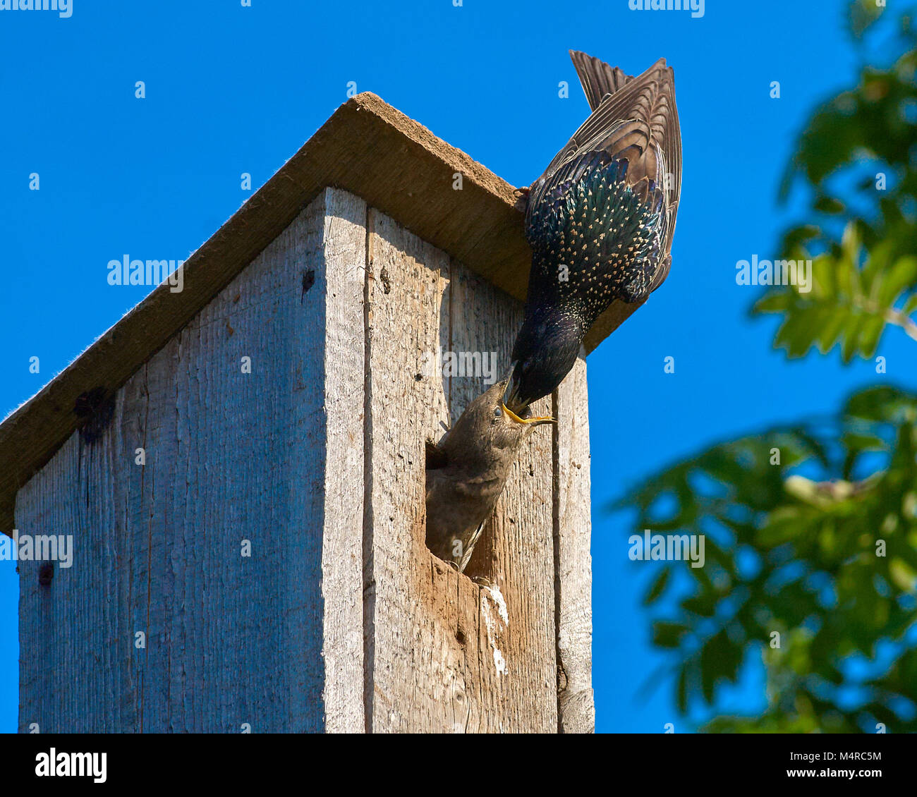 Common starling (Sturnus vulgaris), at nesting box, Russia, Ural, Perm ...