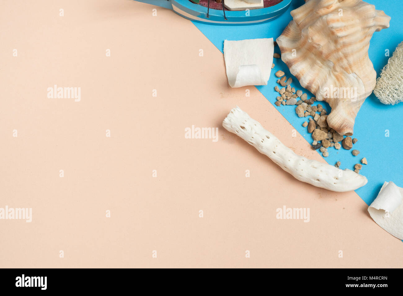 Shell collection display hi-res stock photography and images - Alamy
