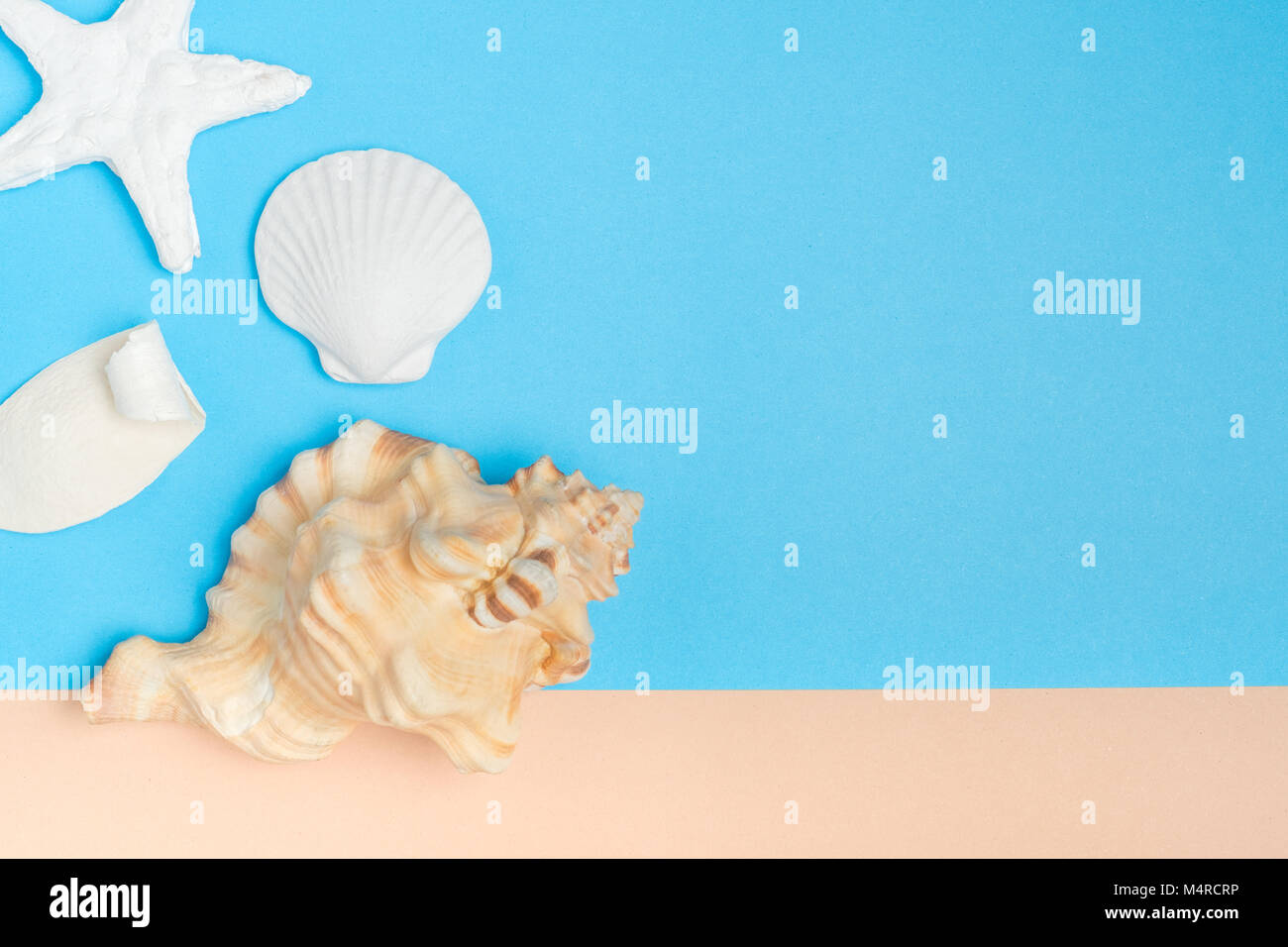 Shell Collection Display High Resolution Stock Photography and Images ...