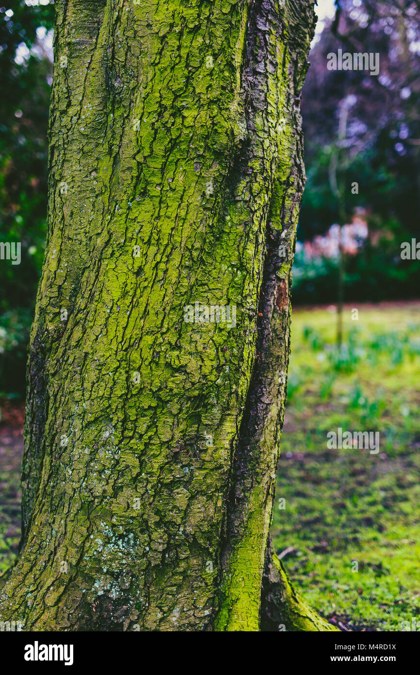 tree trunk covered in intensively green moss shot in Dublin, Ireland ...
