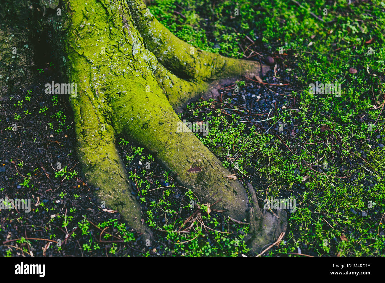 tree trunk and roots covered in intensively green moss shot in Dublin ...